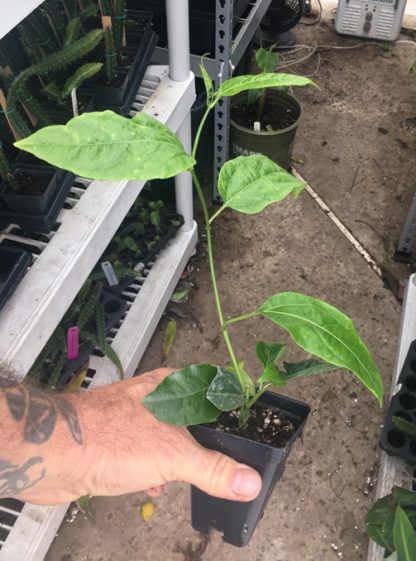 Passiflora Edulis – Frederick – Edible Purple Passion Fruit Plant ...