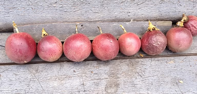 Passiflora Edulis – Red Rover – Edible Purple Passion Fruit Plant ...